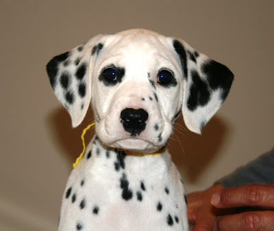 YankeeDals Dugout: So you think you want a dalmatian