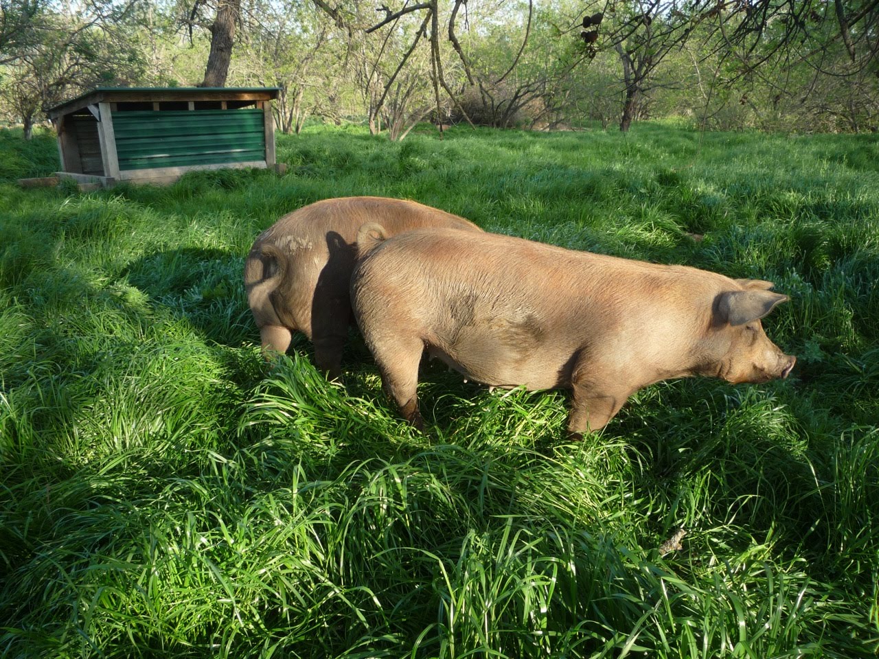 Riverdog Farm Hog Blog: Sows in Spring Pasture