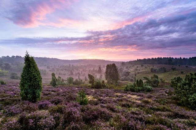 Deutschland Reisen: Die Heideflächen in der Lüneburger Heide