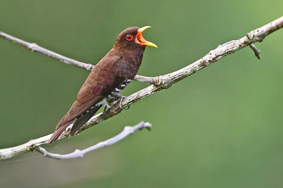 Tierra de cucos, cuclillos, críalos, turacos: Cuclillo violeta ...