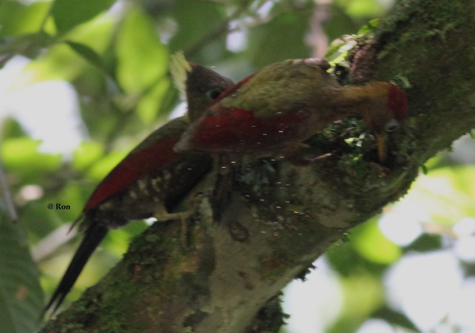 Ron-Nature-Adventures: Crimson-Winged Woodpecker (Picus puniceus)