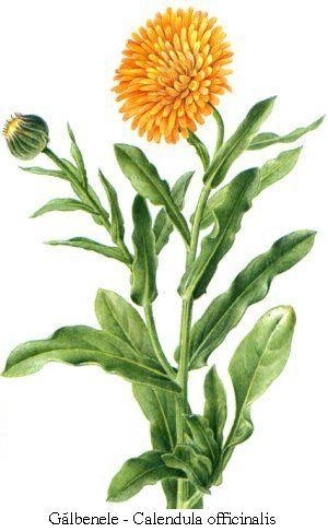 Farmacia Domnului: Galbenele