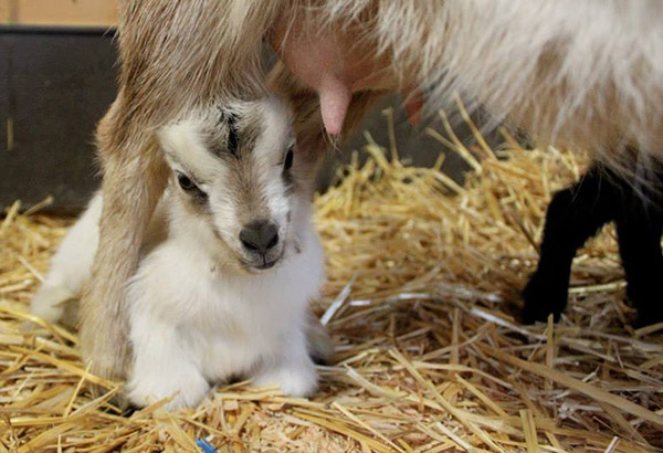 Goat Labor, Birth and Kid Position
