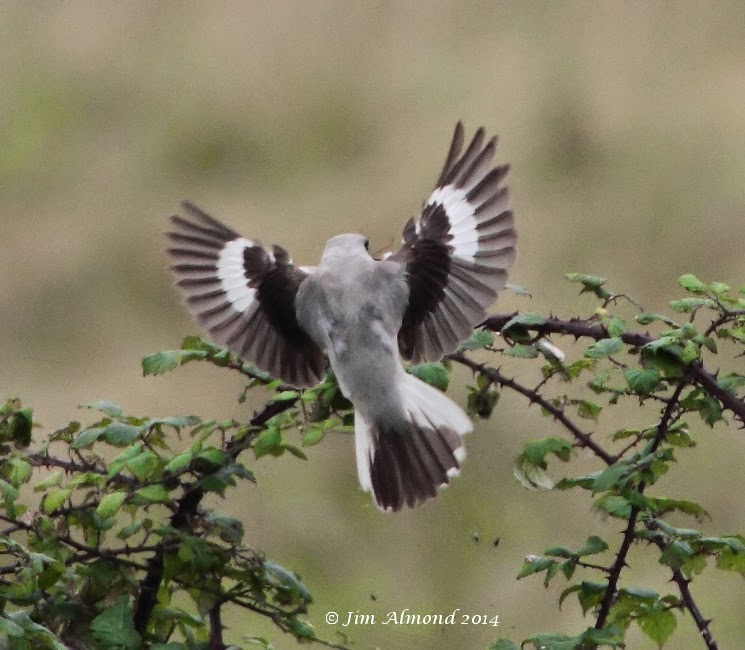 Shropshire Birder: Hollesley Marshes - Lesser Grey Shrike