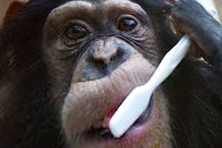 Poze faine animale haioase - imagini amuzante cu catei si maimute