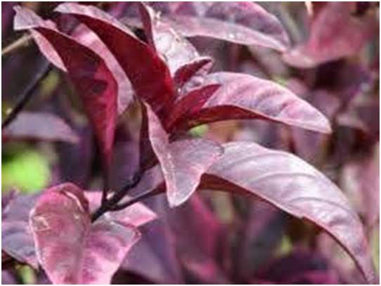 Tanaman Handeulum Untuk Wasir.Dan Kesehatan - SERIBU MANFAAT