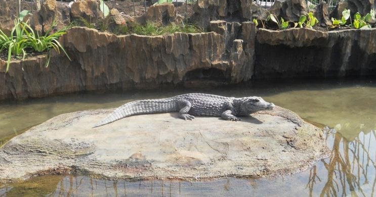 Predator Fun Park Kota Batu - Villa Homestay Batu Malang