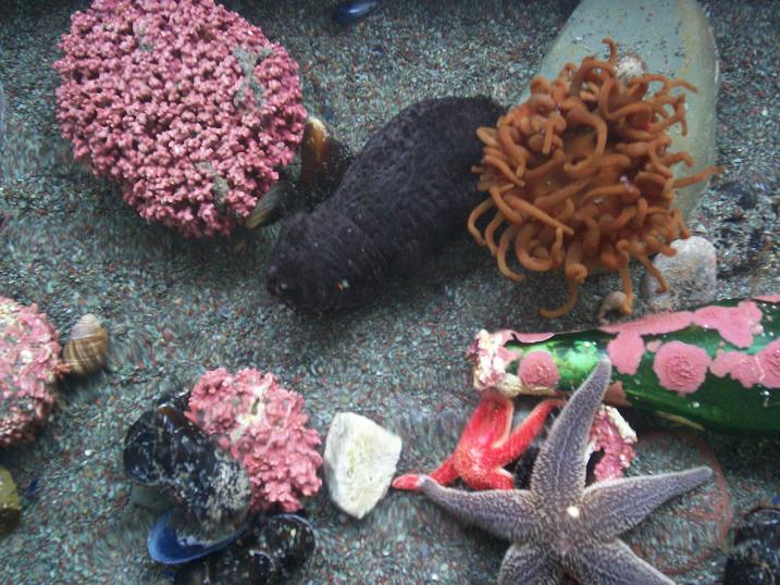 Snailia: The Squishy Sea Cucumber!