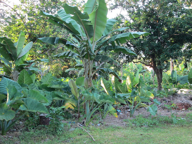 Garden Notes from Hawaii: Samoan Food Gardens