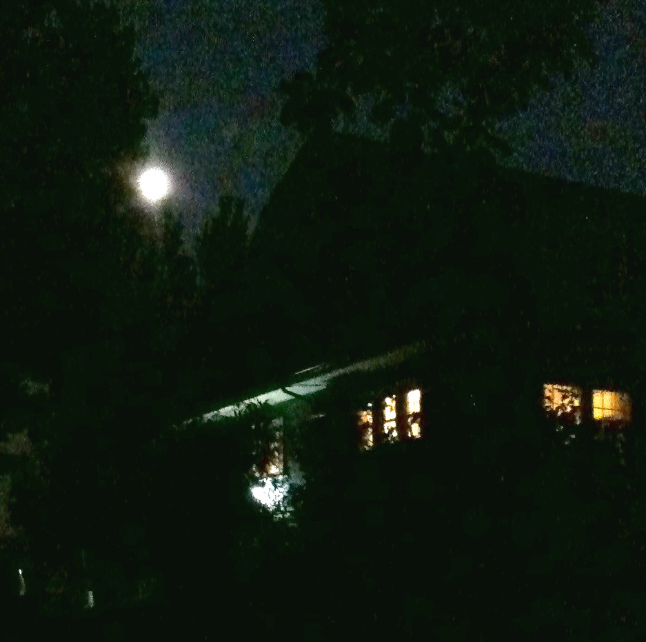 Several Gardens Farm: The phantom pea hen