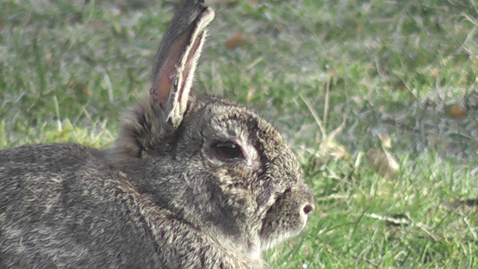 Animals and kids: Wild rabbit family life