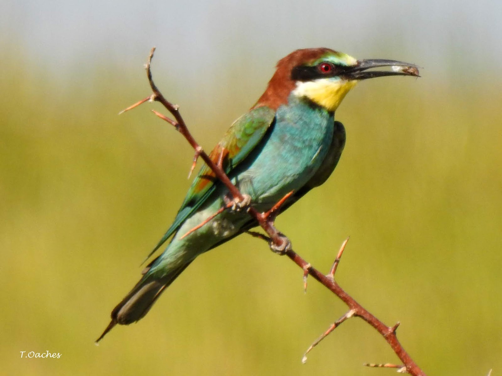 PASARI DIN ROMANIA: PRIGORIE, Merops apiaster