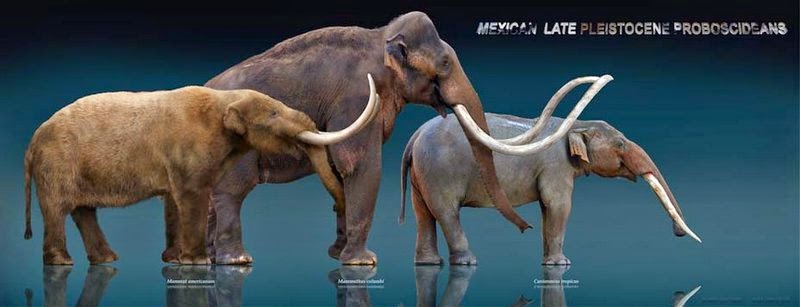 Przed Kolumbem: Clovis polowali na gomfotery na "Końcu Świata"