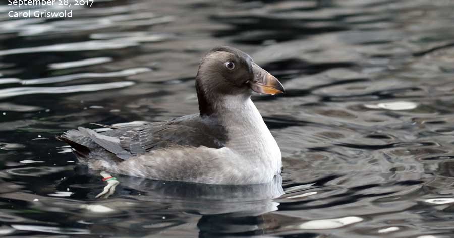 Sporadic Bird from Seward, Alaska : Thursday, September 28, 2017 Alaska ...
