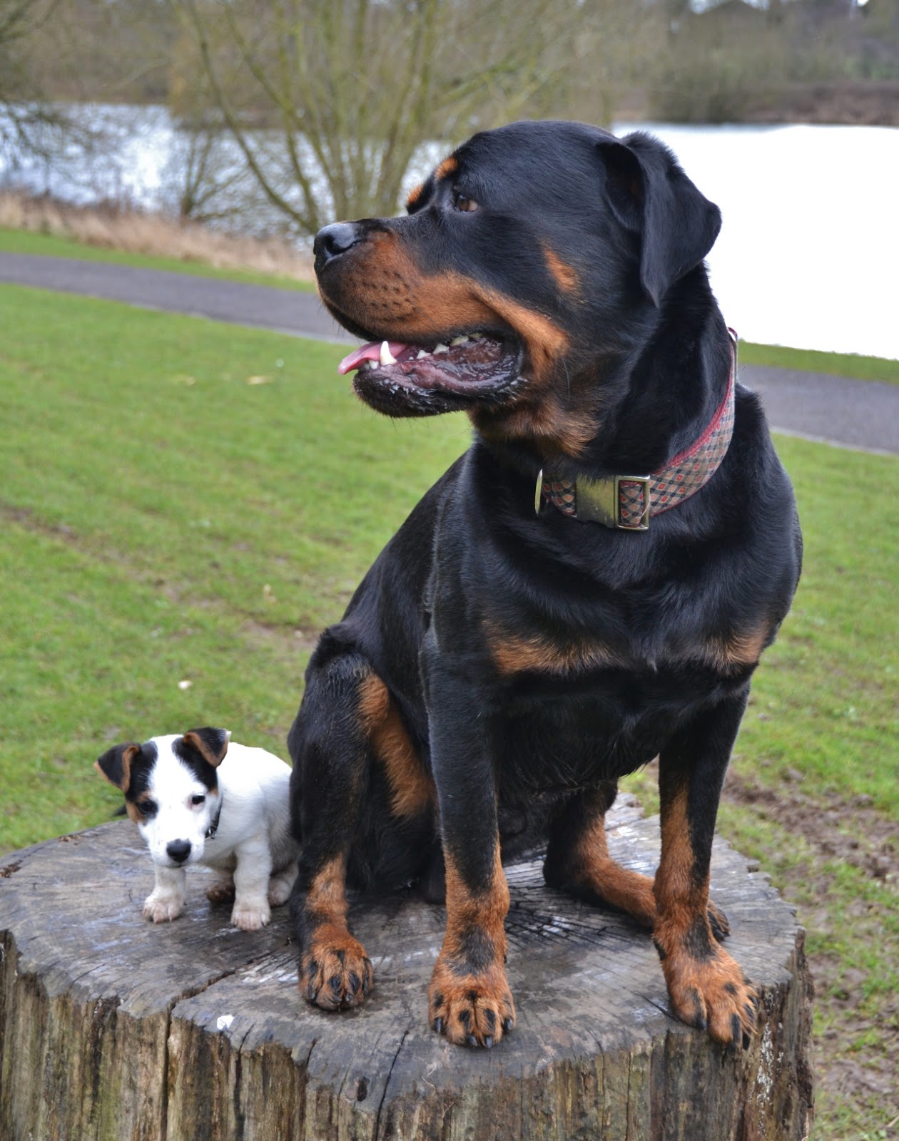 Get a Loyal Loving Friend Through Rottweiler Rescue - Rottweiler Tips Care