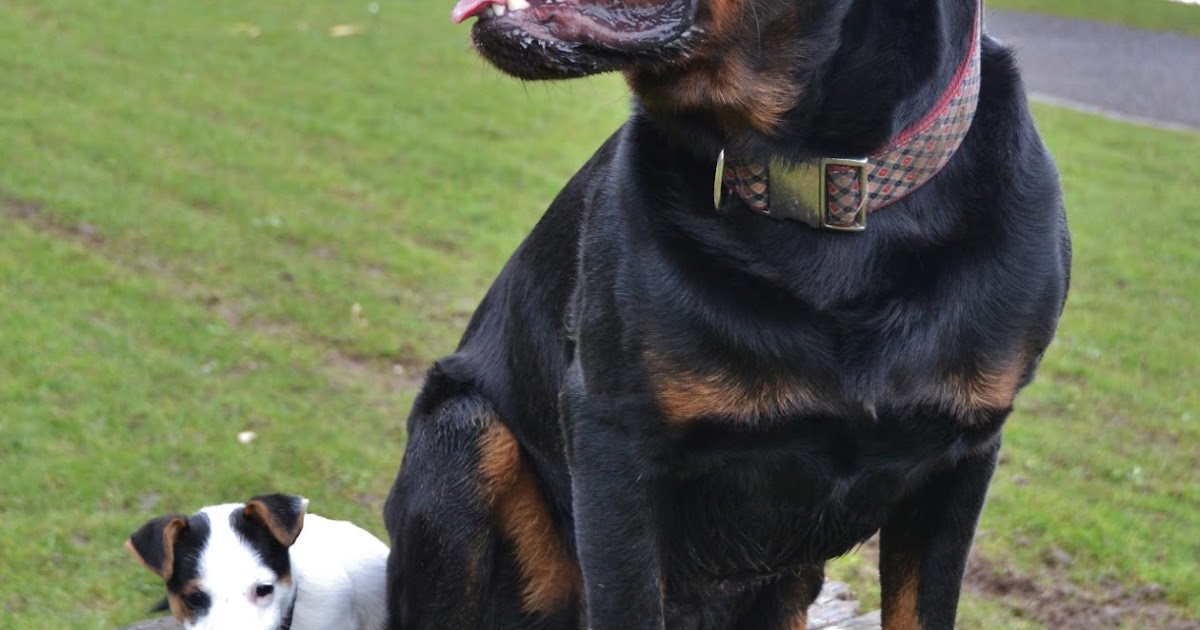 Get a Loyal Loving Friend Through Rottweiler Rescue - Rottweiler Tips Care