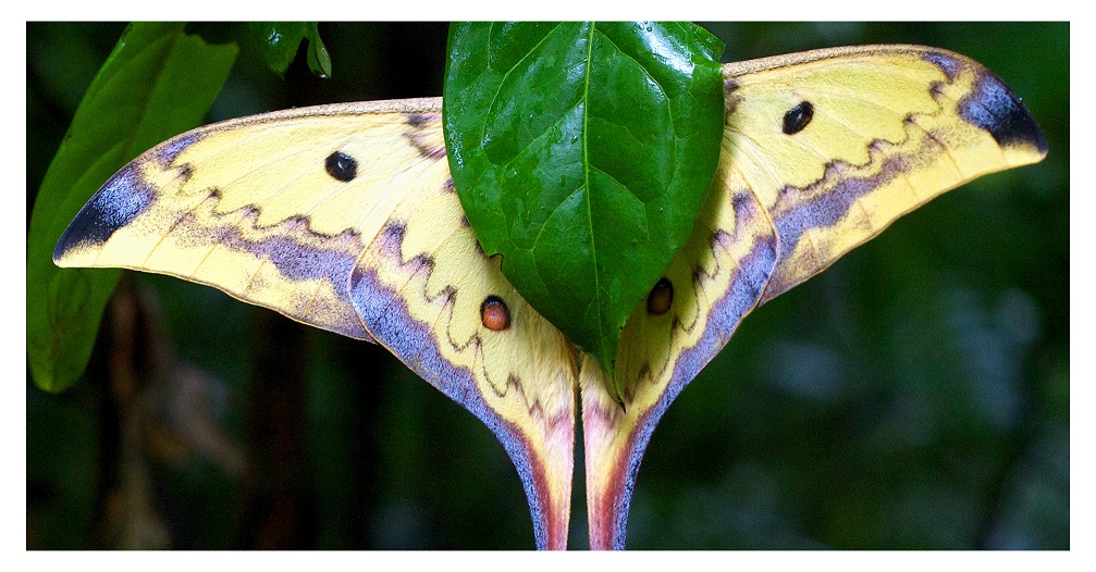 Malaysian Moon Moth