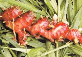 Health Benefits of Red Ginger - fasa flora