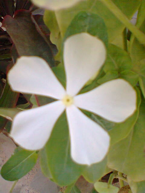 Spreebird wildlife: SADABAHAR FLOWER