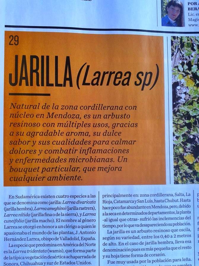 PLANTAS MEDICINALES A TU SALUD: JARILLA