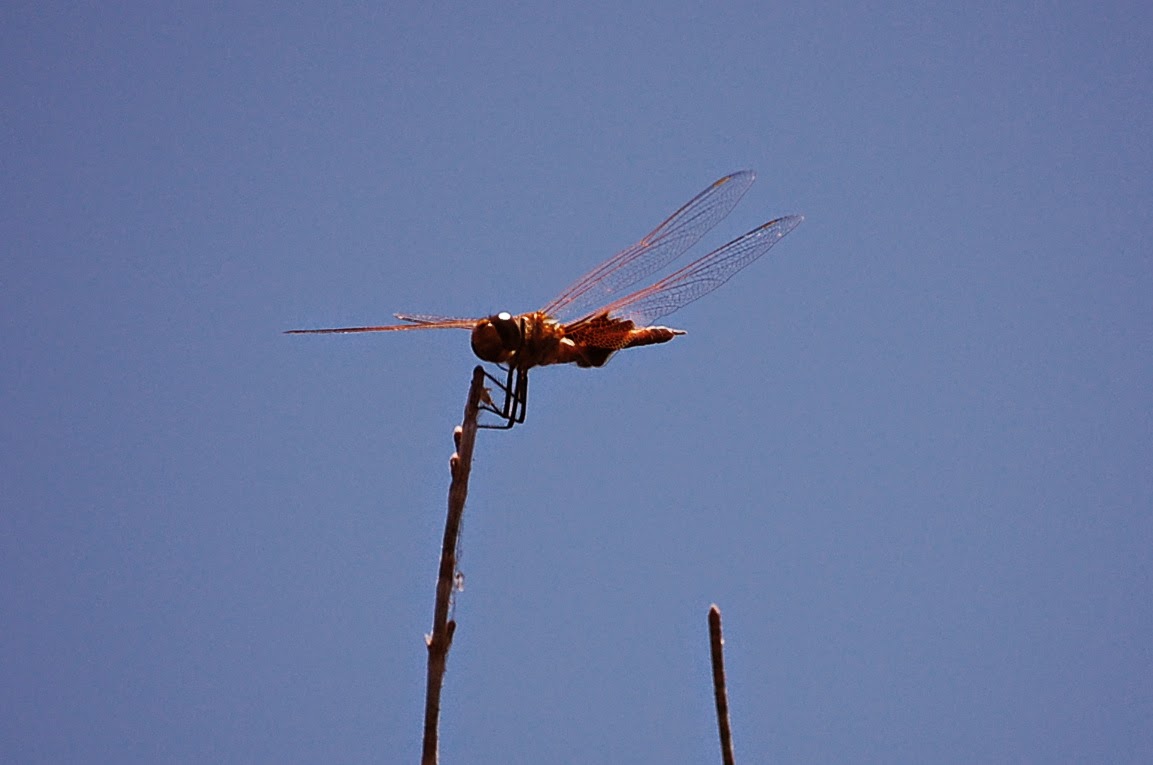 The Insect Diary: Common Glider Dragonfly: Trapezostigma loewii