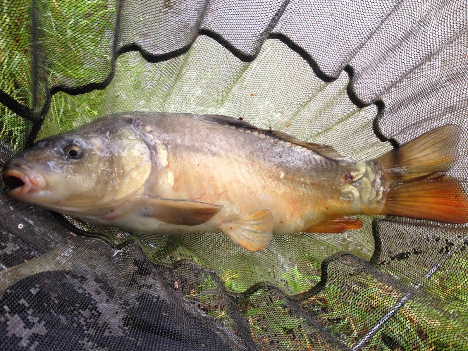 Danny's Angling Blog: Carp Fishing: Flushing Meadows Storming Session