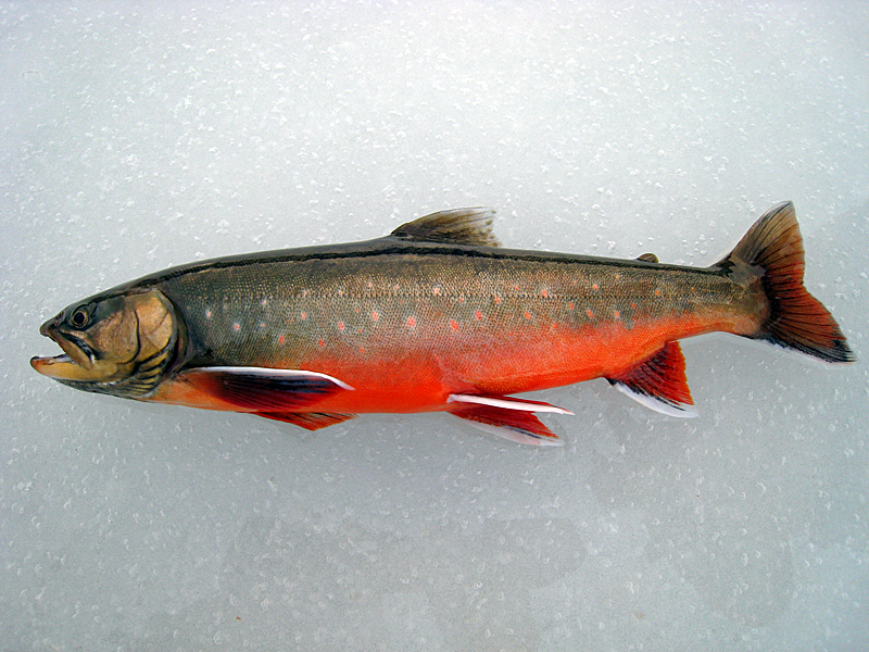 Tordsfiskeblogg: Vacker Röding!