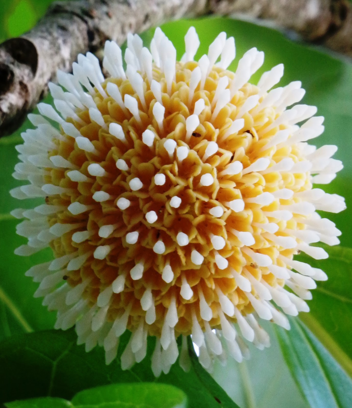 News from Coquette Point