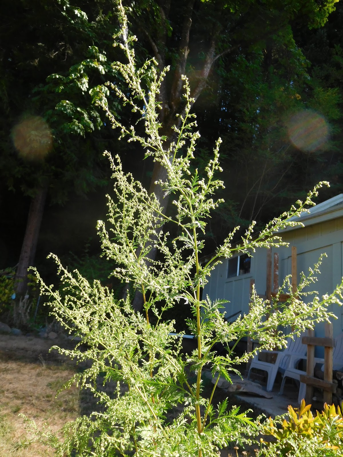 Sweet Annie - A Mountain Hearth