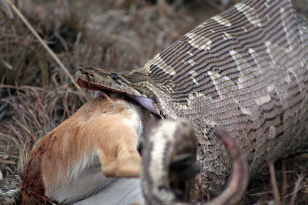 Snakes: Python and Buck Deer