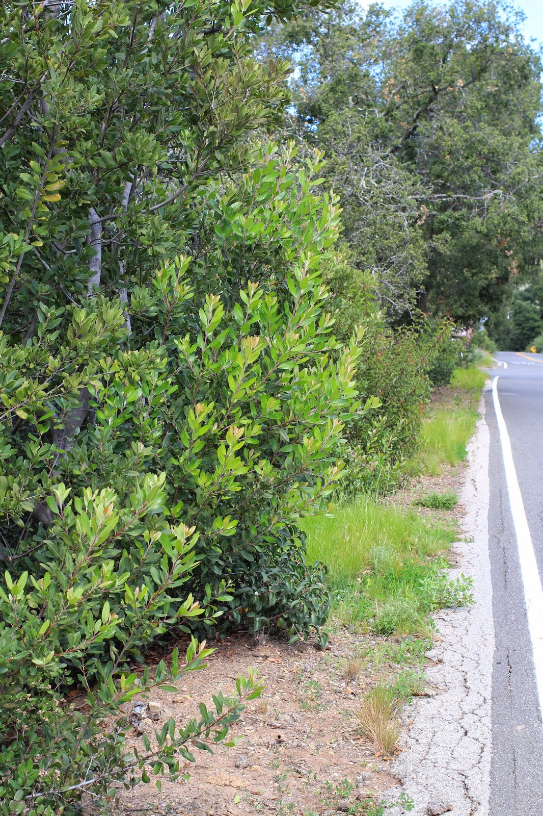 CA Native Garden: Roadside Attractions