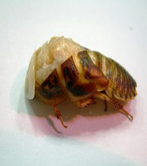 Banco Terminológico: Ecdisis