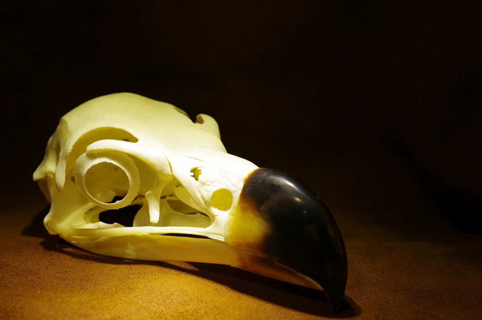 Johnson's bromeliads & falconry: Black Vulture skull