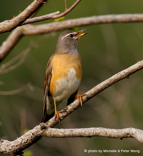 Burung Anis Bata (Merah) - Orange-headed Thrush (Zoothera citrina ...