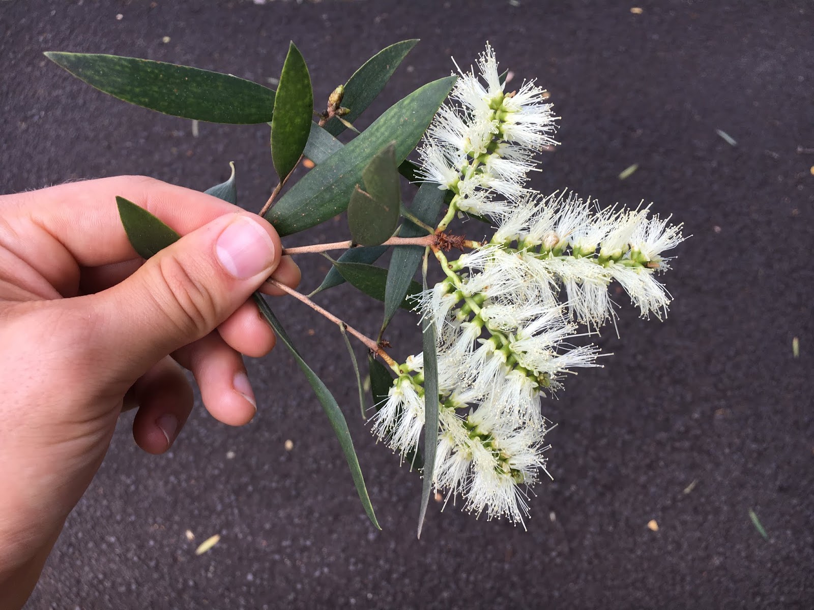 Melaleuca quinquenervia (Paperbark Tree)