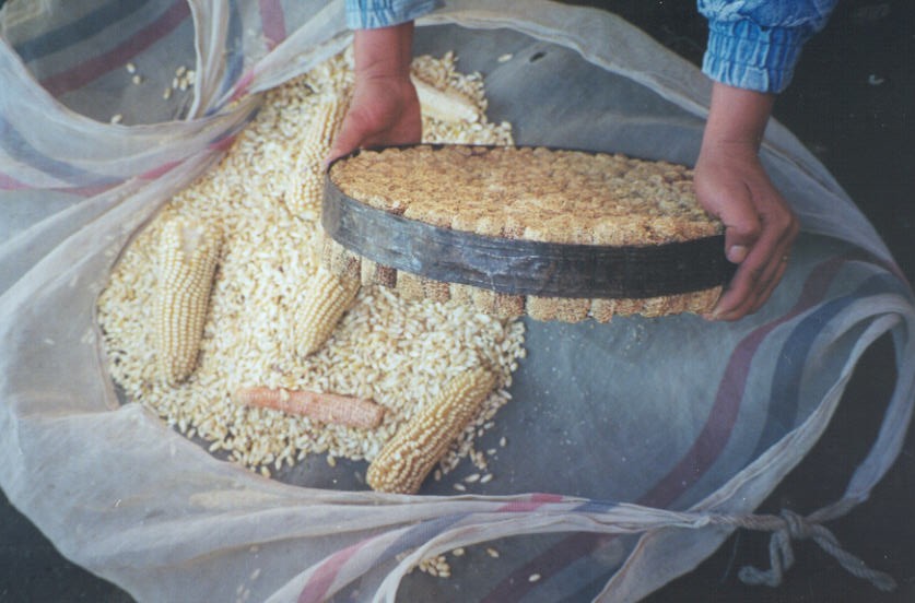 Ciudadano Frente Común : Oloteras utensilios para desgranar maíz