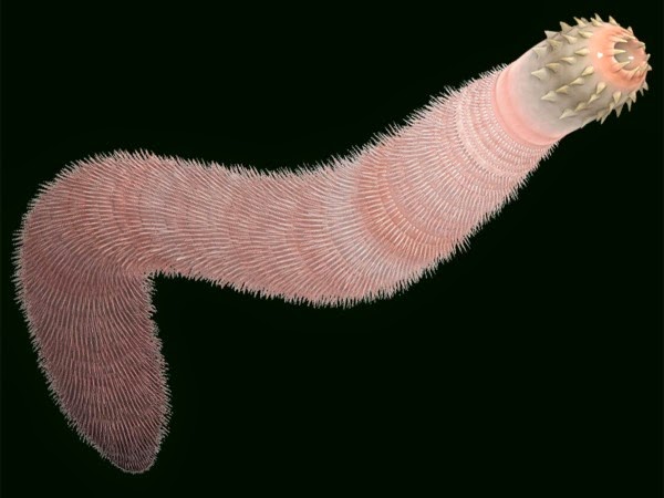 Vermes antigos podem ter salvado a Terra | Mundo Biologia