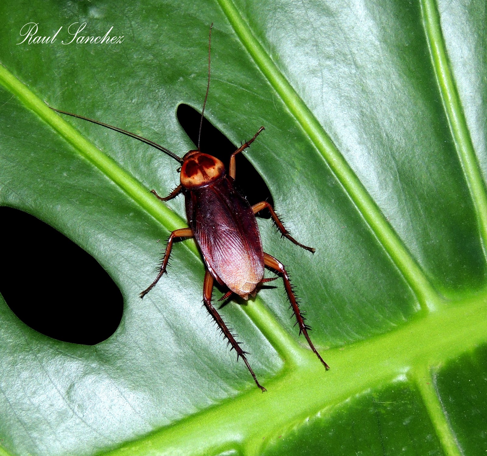 Naturaleza Viva : La cucaracha americana (Periplaneta americana)