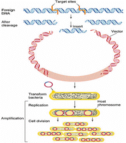 Human body parts: Recombinant DNA