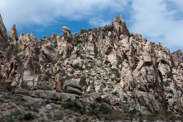 DalmDad's Photo and Travel Blog: Merry Christmas Tree Pass