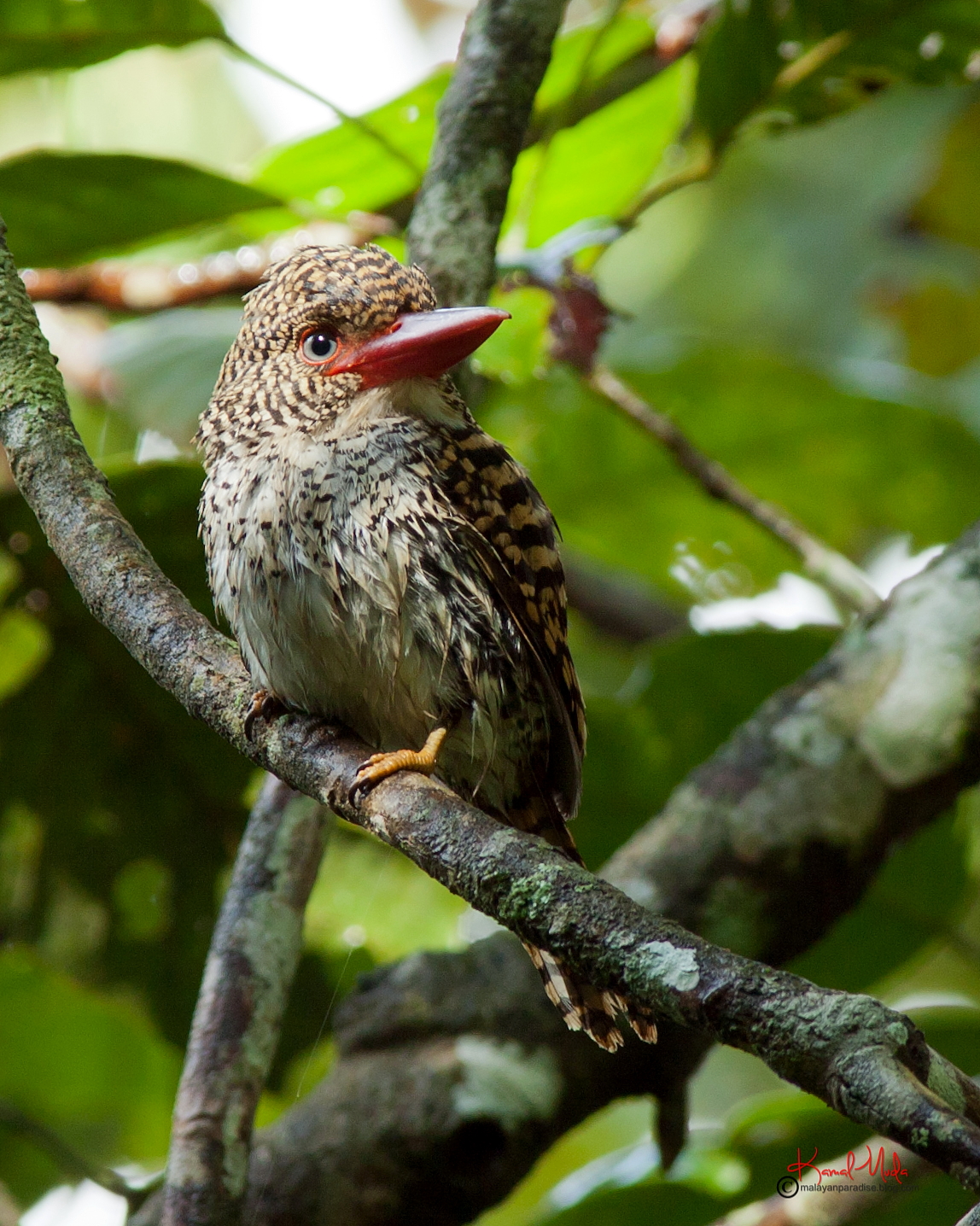 SOUTH EAST ASIA BIRDS - Malaysia birds paradise: The Banded Kingfisher ...