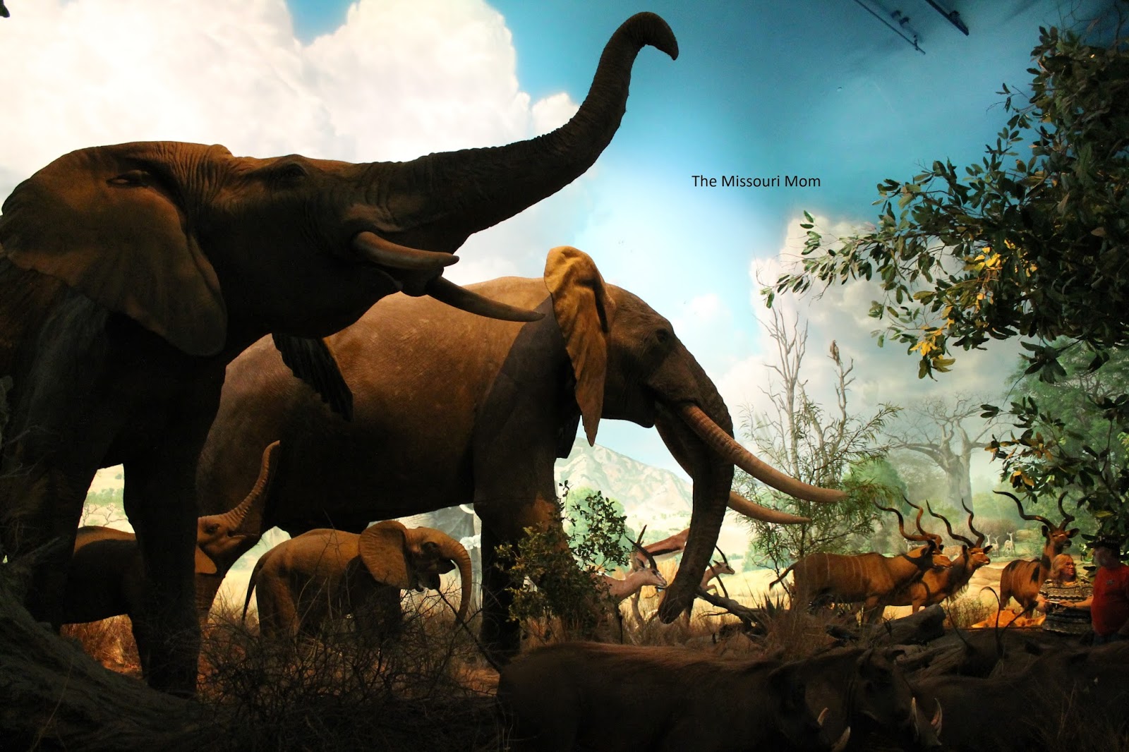 The Missouri Mom: Johnny Morris’ Wonders of Wildlife National Museum ...