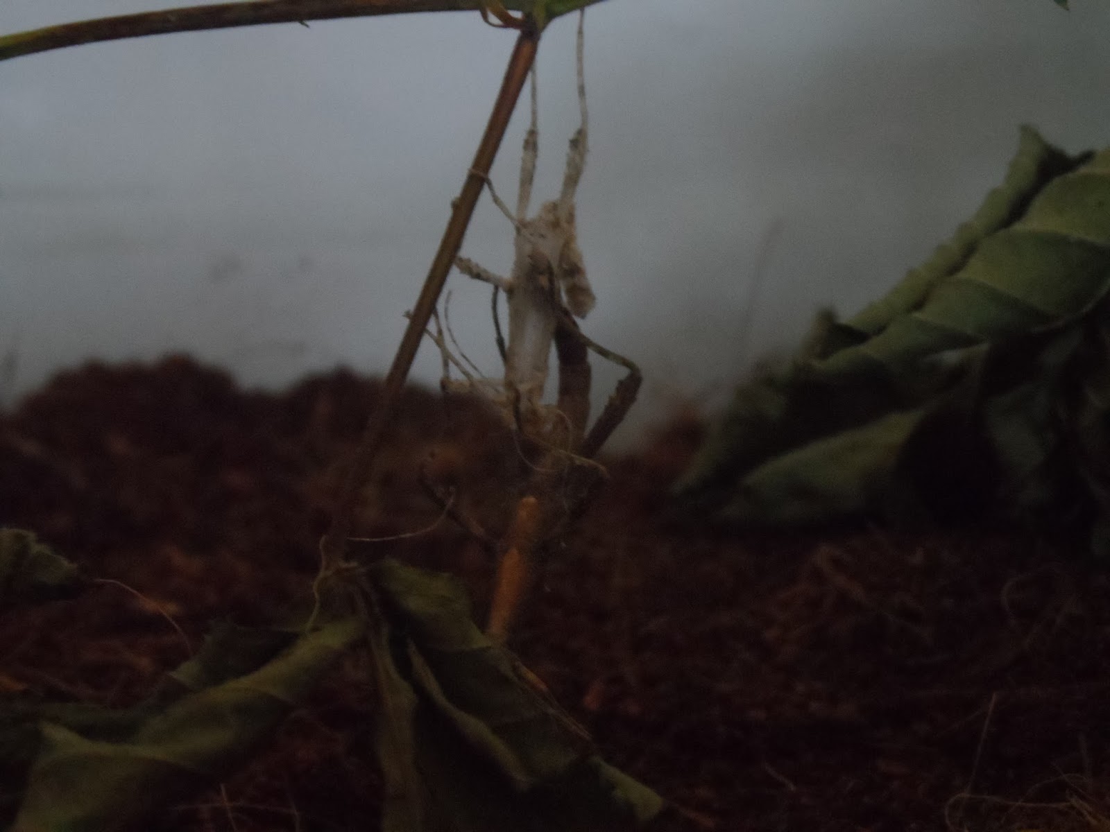 Pernilles blog VNT: De vandrende pinde