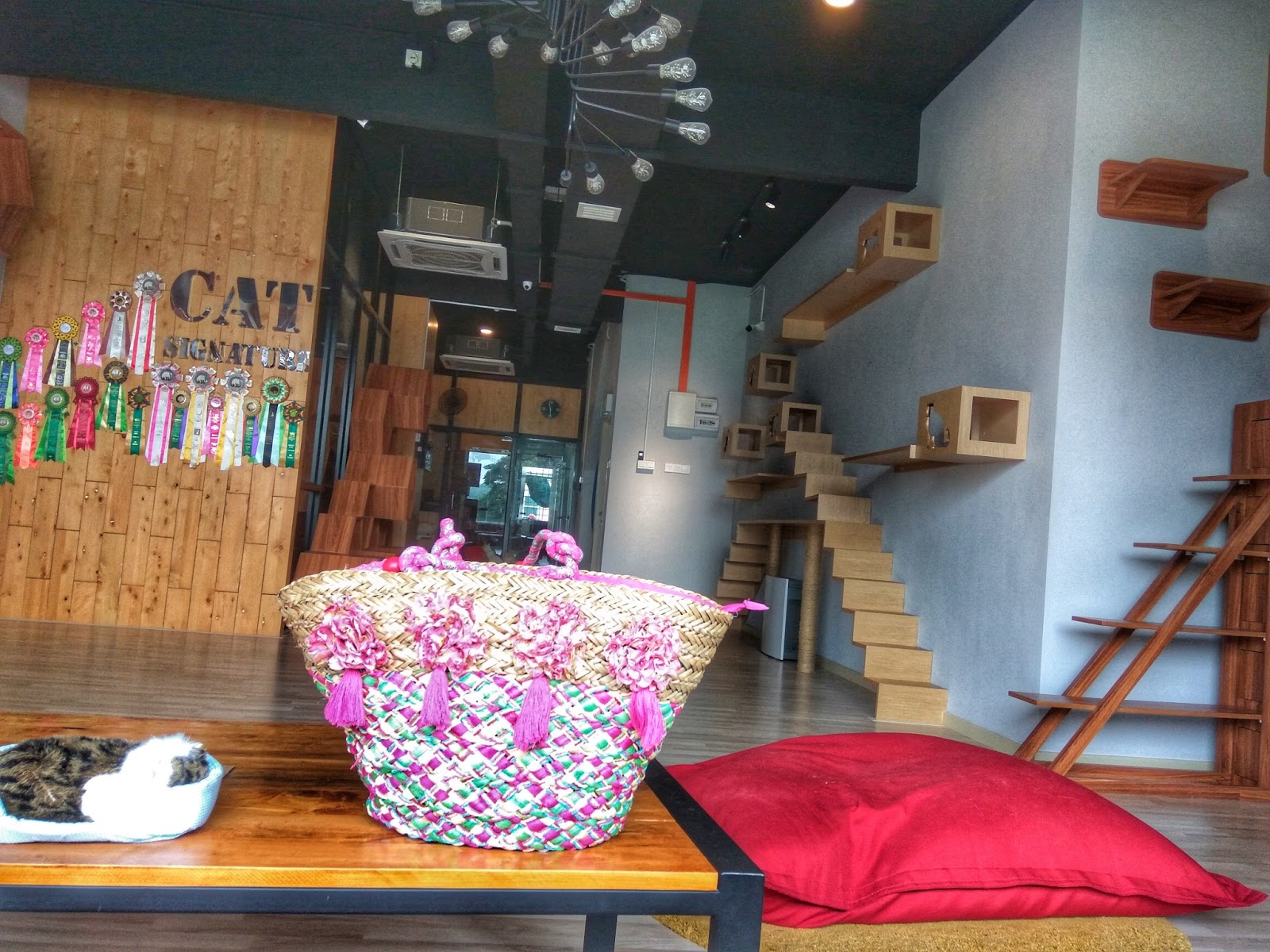 BREAKING THE IMPOSSIBLE : Cat Cafe Best Di Bangi : Restoran Cat ...