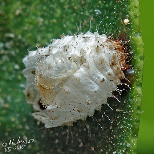 Biodiversidad Costa Granadina y ... (Fauna): Vedalia (Rodolia cardinalis)