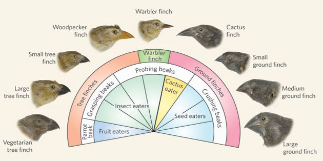 Getting Smarter Every Day!: Finches
