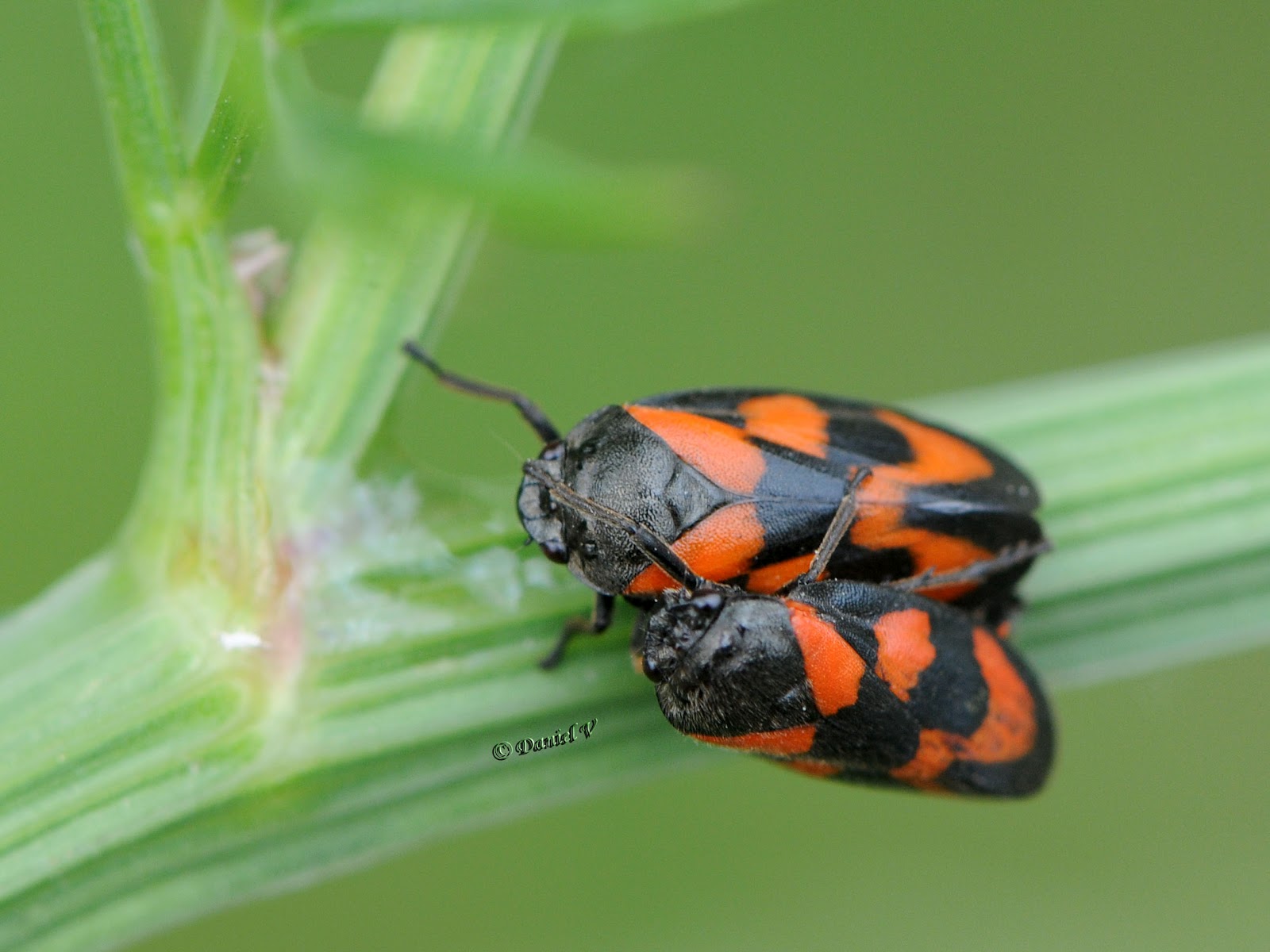 Macrophoto plaisir passion: Le cercope rouge-sang, cercopis vulnerata