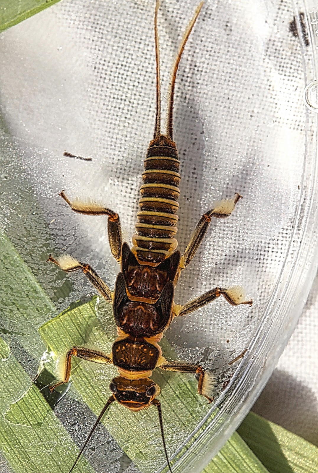 Aquatic Insects of Central Virginia: Just a beautiful insect: fully ...