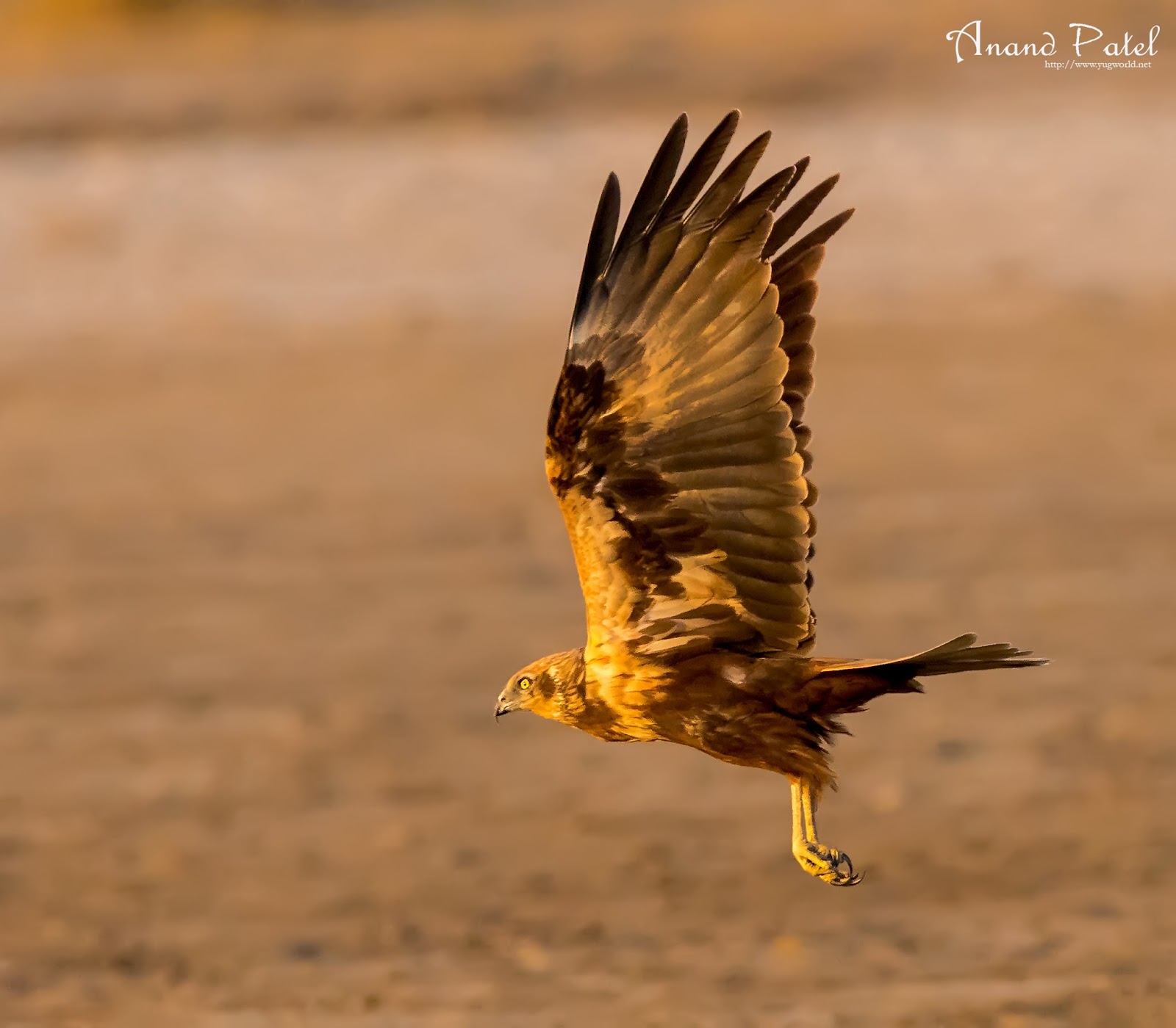 Eurasian Marsh Harrier (Female) | YuGWoRLD