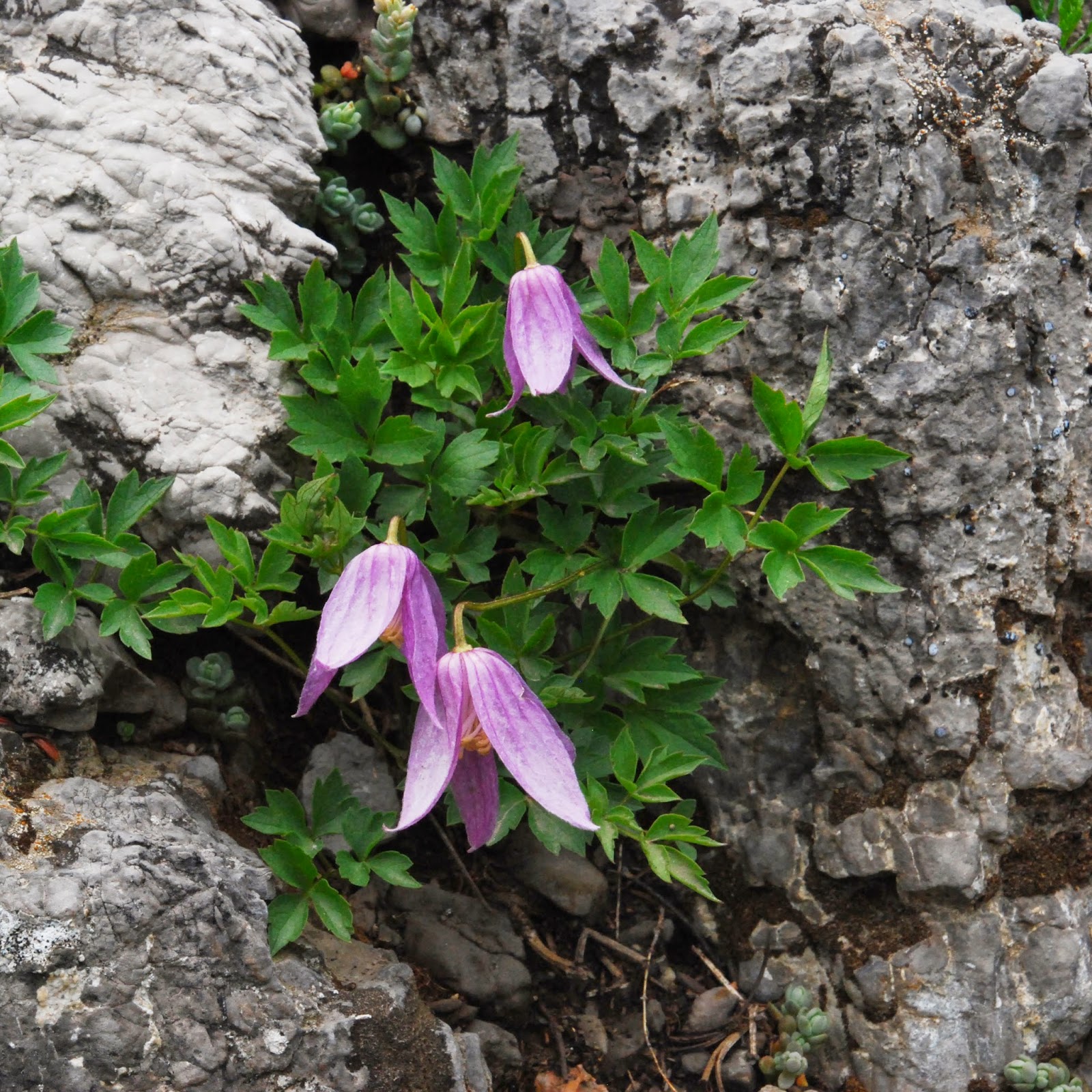 Wildflowers of the Wasatch Mountains and Bear River Range: Key to Clematis